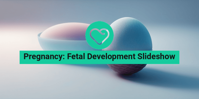 Pregnancy: Fetal Development Slideshow – A Week-by-Week Guide • Yesil ...